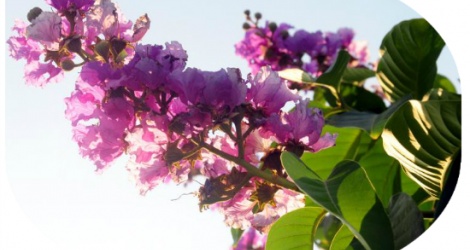 Bằng lăng banaba bí quyết trị đái tháo đường của người Nhật